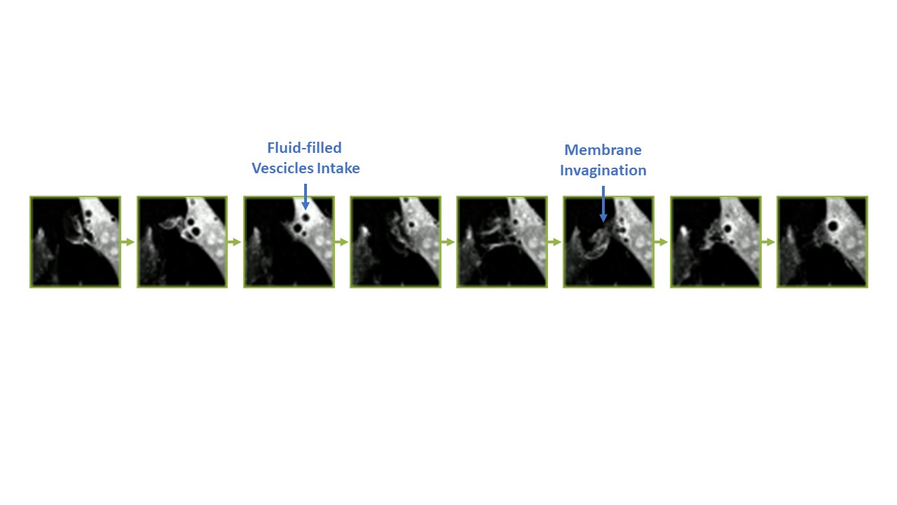 Hai mai visto una cellula bere? Le cellule bevono responsabilmente ...