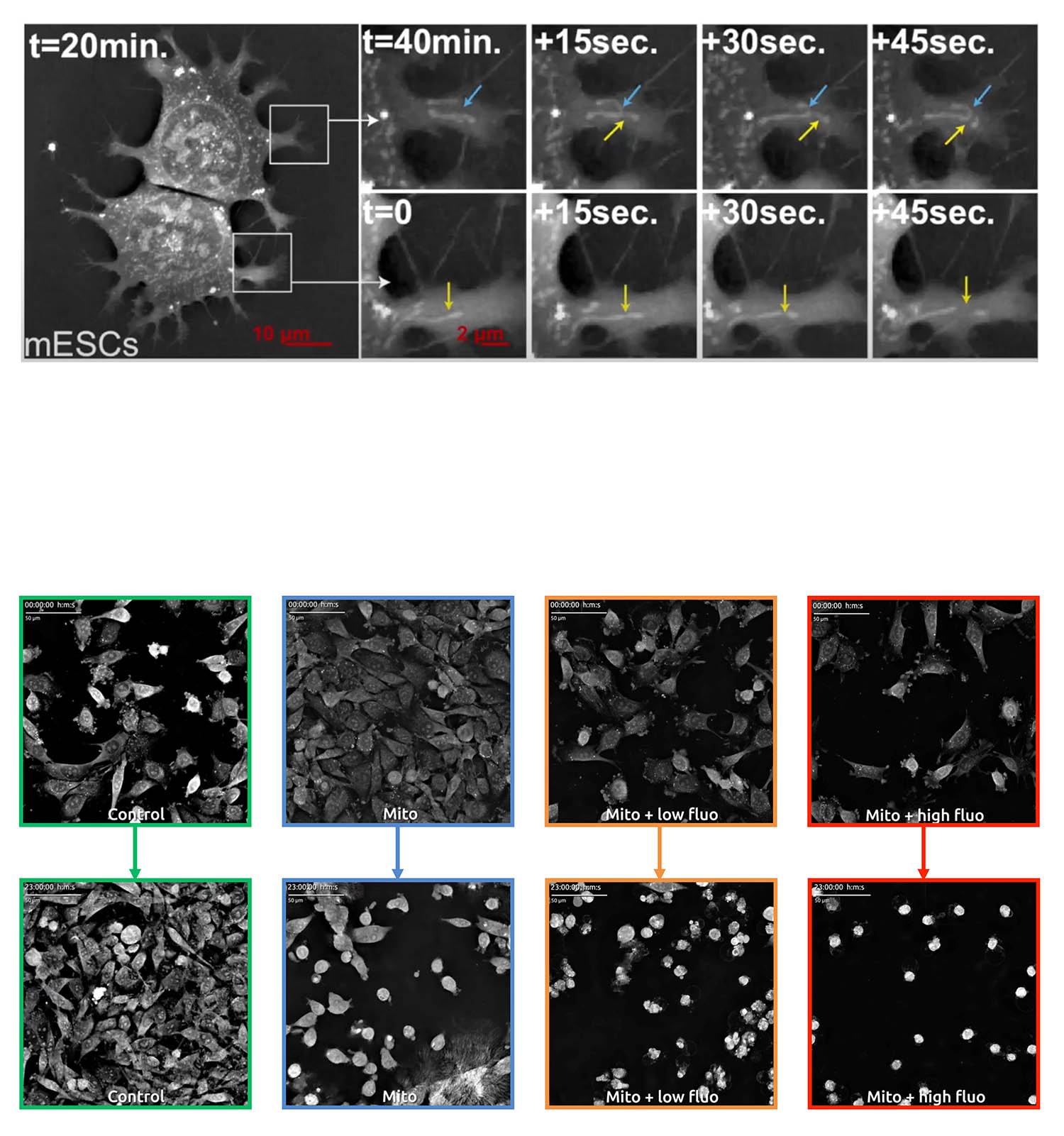 live cell imaging, nanolive - Media System Lab