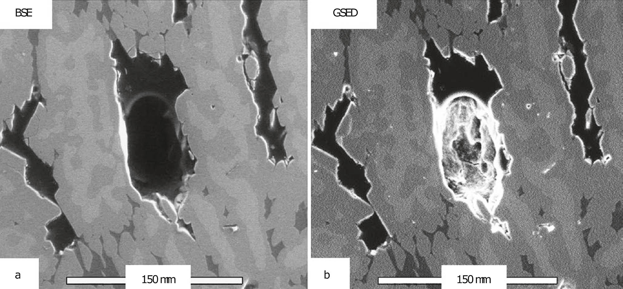 Microscopia elettronica a scansione a basso vuoto - Media System Lab